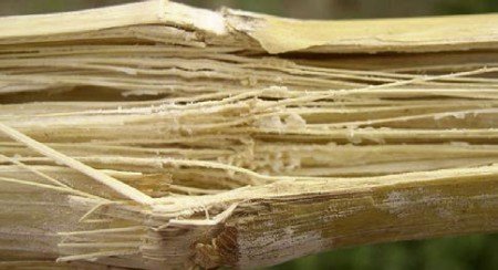 Stalk rots in corn – The Andersons