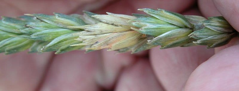 Fusarium head blight – The Andersons