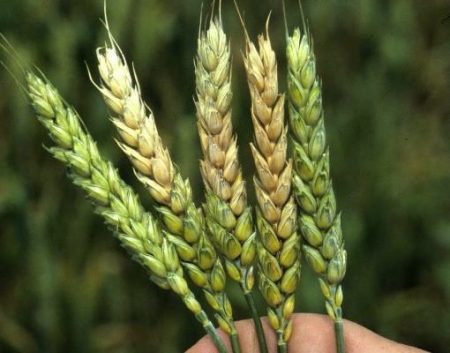 Fusarium head blight – The Andersons