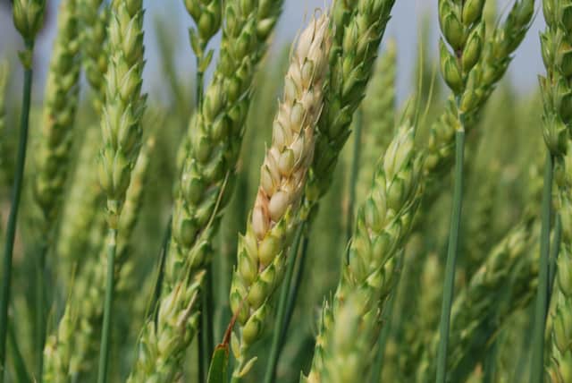 Fusarium head blight – The Andersons