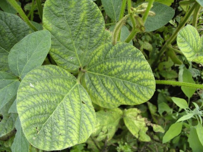 Micronutrients — more important than you think – The Andersons