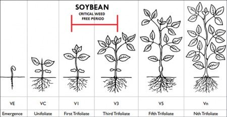 Critical weed-free period – The Andersons