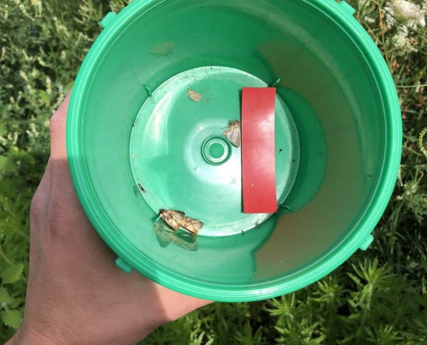Western Bean Cutworm Traps – The Andersons